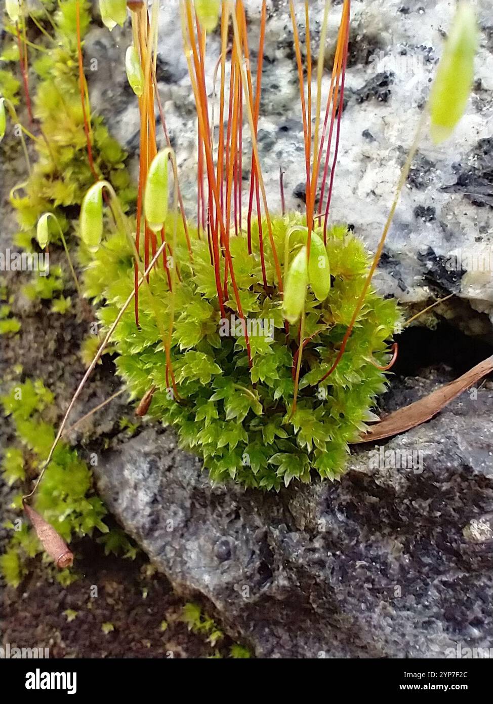 Capillary Thread-moss (Ptychostomum capillare Stock Photo - Alamy