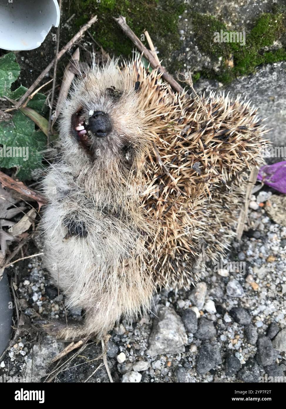 Common Hedgehog (Erinaceus europaeus Stock Photo - Alamy