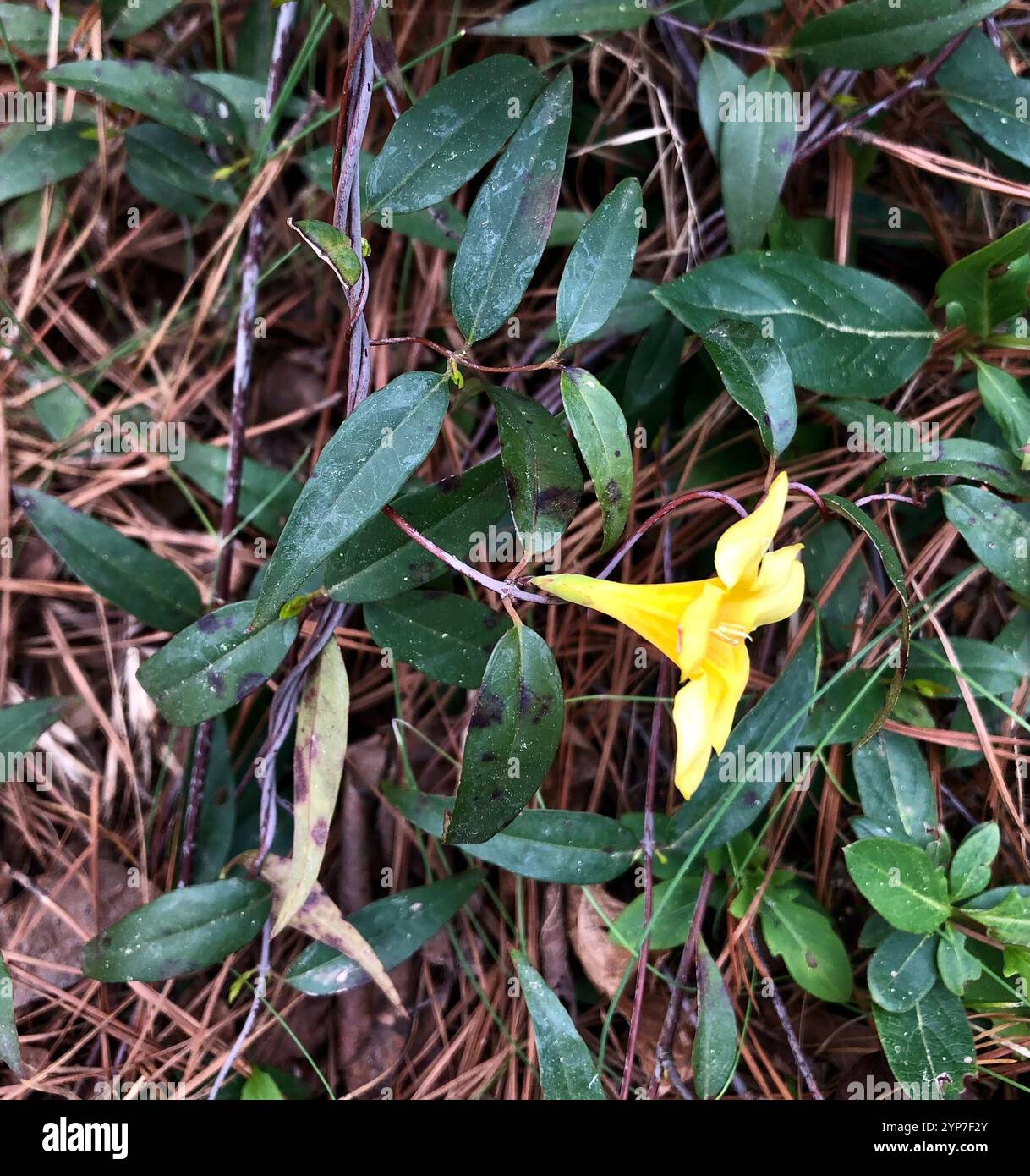 yellow jessamine (Gelsemium sempervirens Stock Photo - Alamy