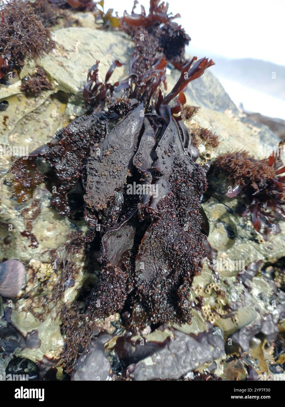 red algae (Rhodophyta Stock Photo - Alamy