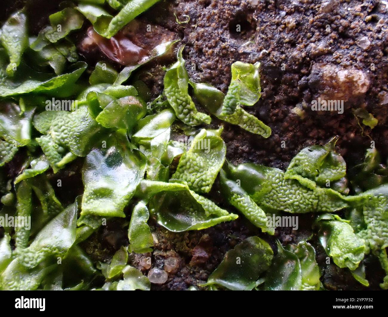 Prasiola hi-res stock photography and images - Alamy