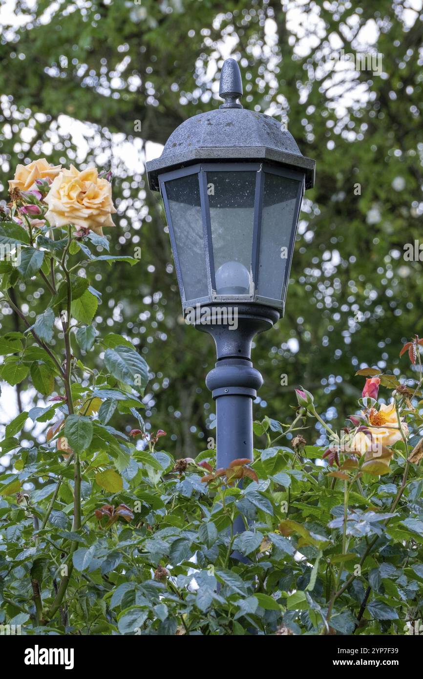Old street lamp surrounded by climbing roses Stock Photo - Alamy