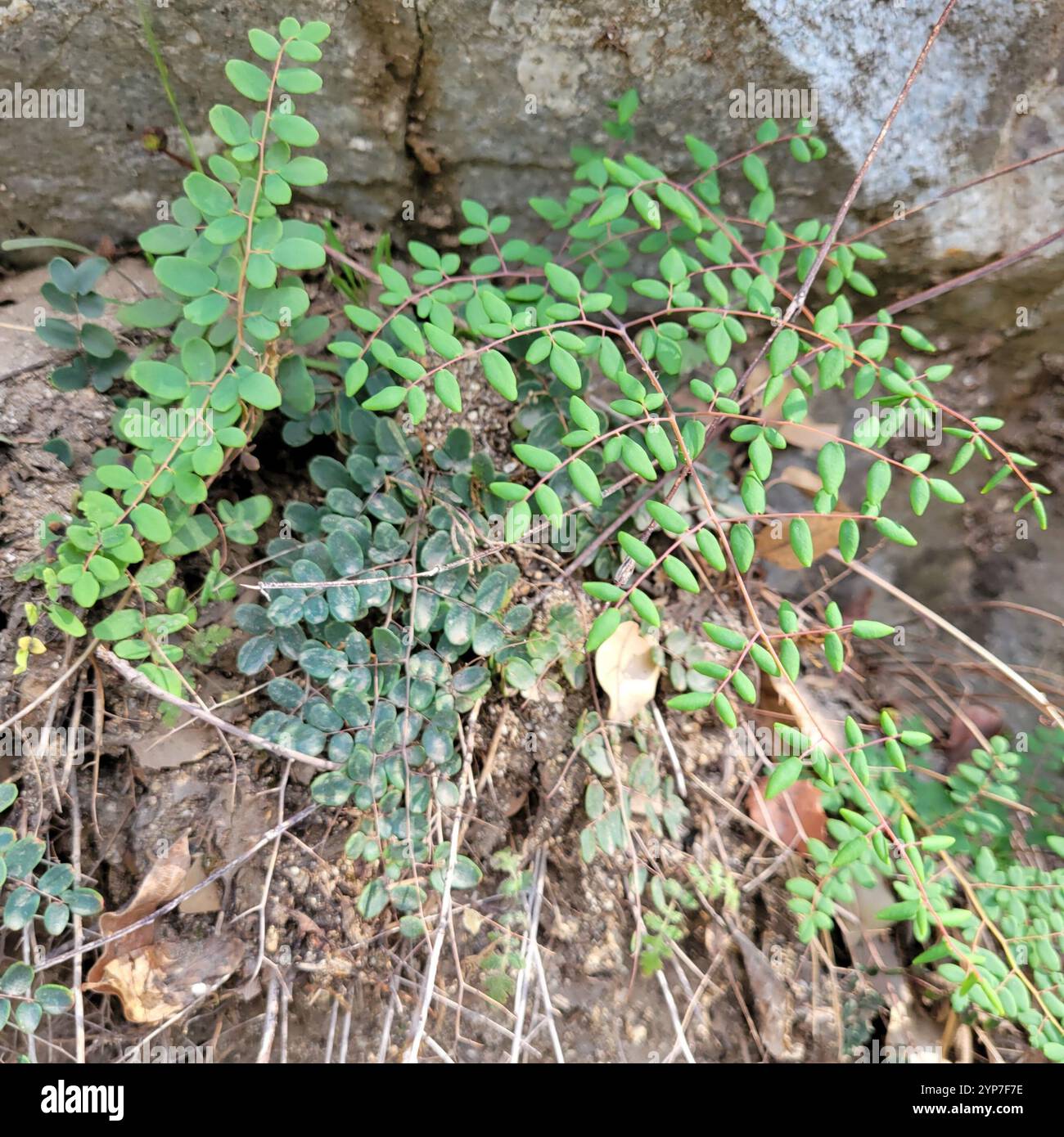 Coffee Fern (Pellaea andromedifolia Stock Photo - Alamy