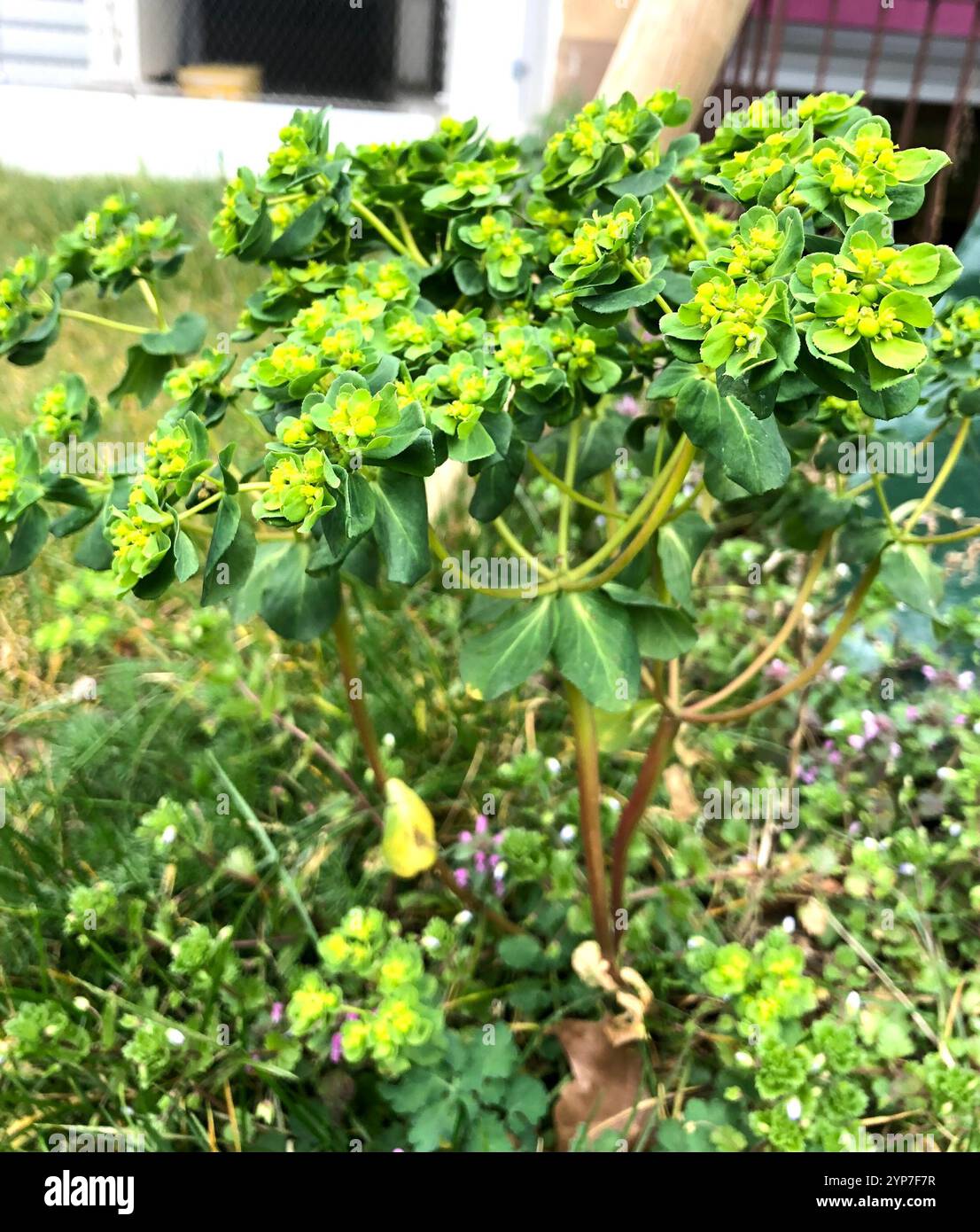 Sun spurge (Euphorbia helioscopia Stock Photo - Alamy