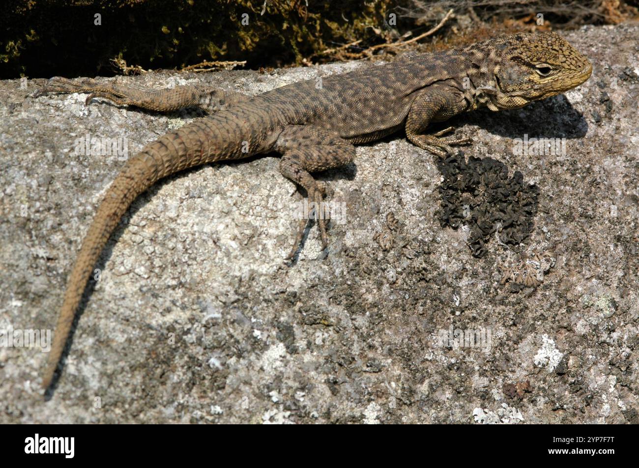Spiny Whorltail Iguana (Stenocercus crassicaudatus Stock Photo - Alamy