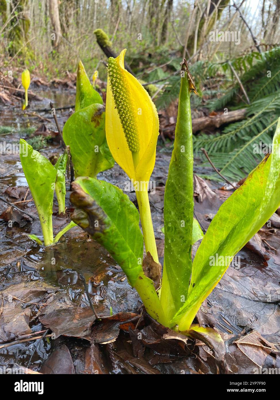 western skunk cabbage (Lysichiton americanus Stock Photo - Alamy