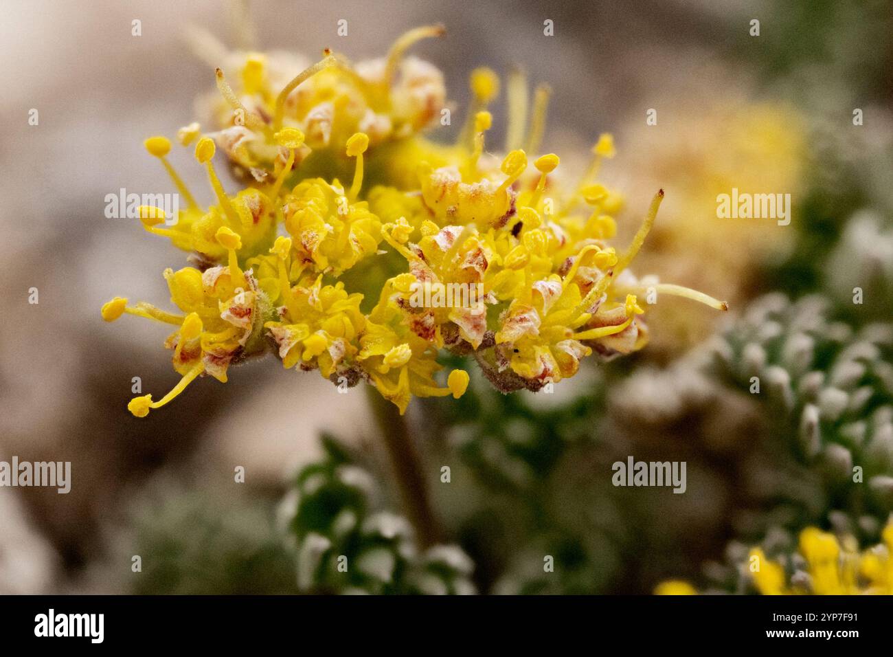 Alpine Oreoxis (Oreoxis alpina Stock Photo - Alamy