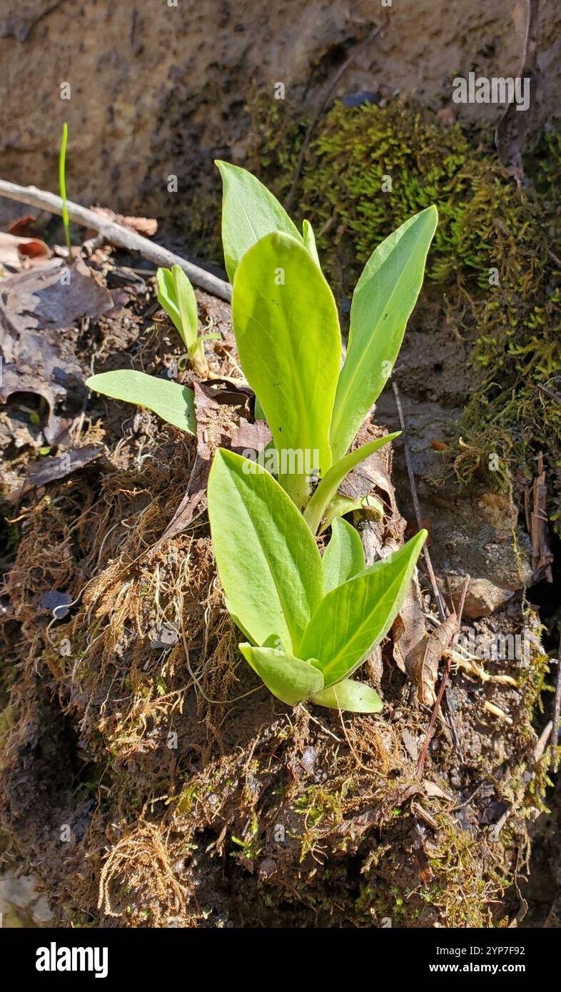 eastern shooting star (Primula meadia Stock Photo - Alamy