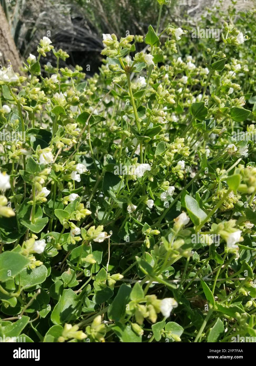 Wishbone Bush (Mirabilis laevis Stock Photo - Alamy