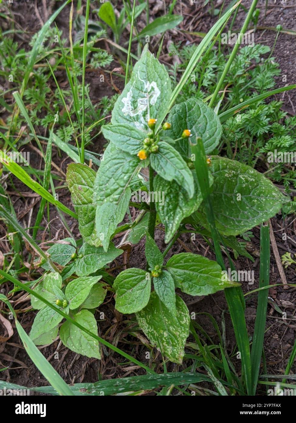 Gallant Soldier (Galinsoga parviflora Stock Photo - Alamy