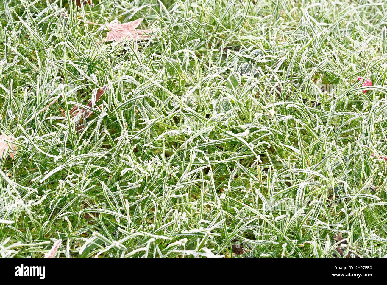 Frosty grass lawn hi-res stock photography and images - Alamy