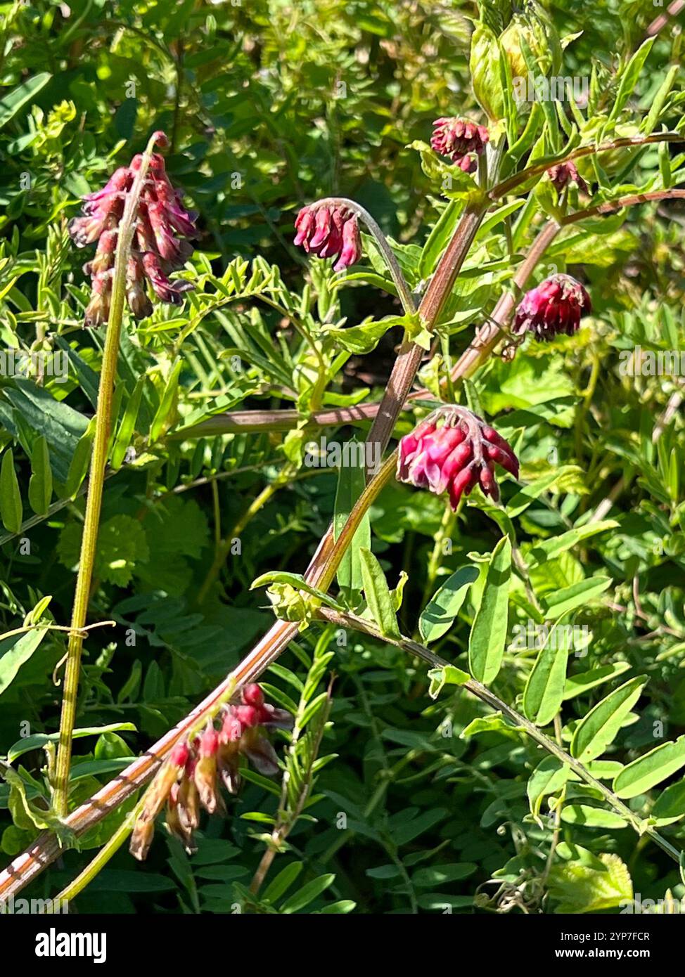 giant vetch (Vicia gigantea Stock Photo - Alamy