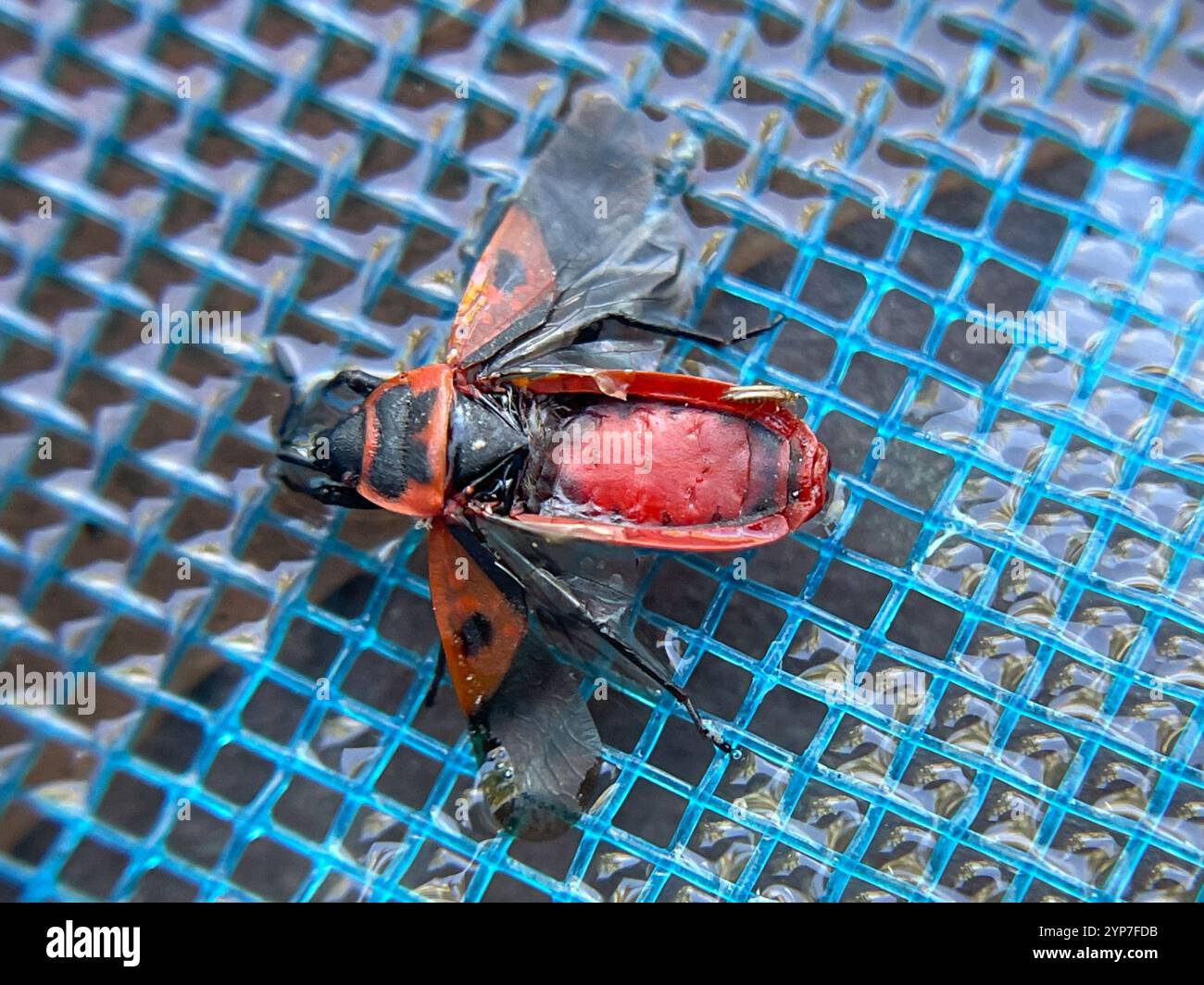 Mediterranean red bug (Scantius aegyptius Stock Photo - Alamy