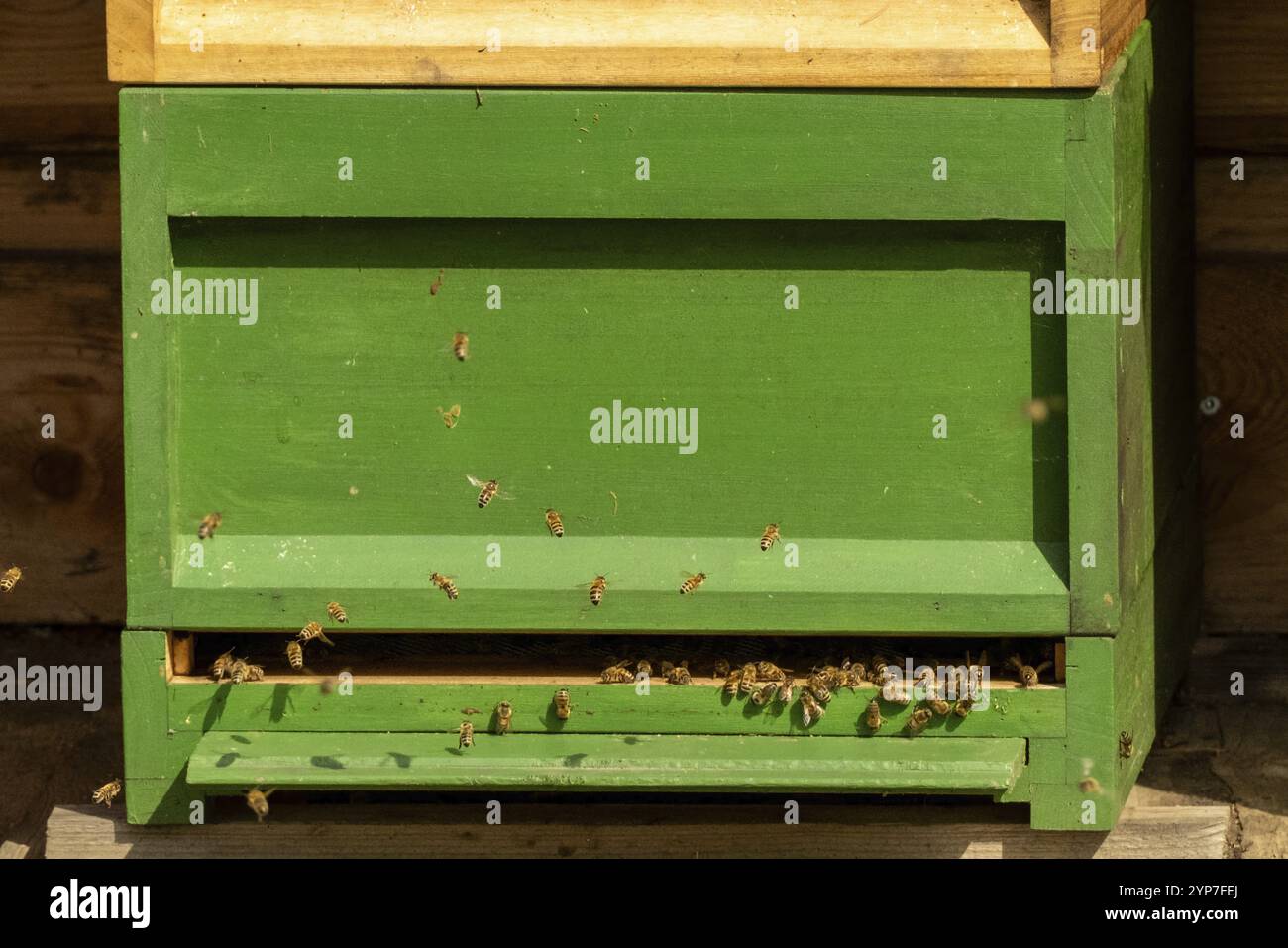Beehive with flying bees in the sun Stock Photo - Alamy