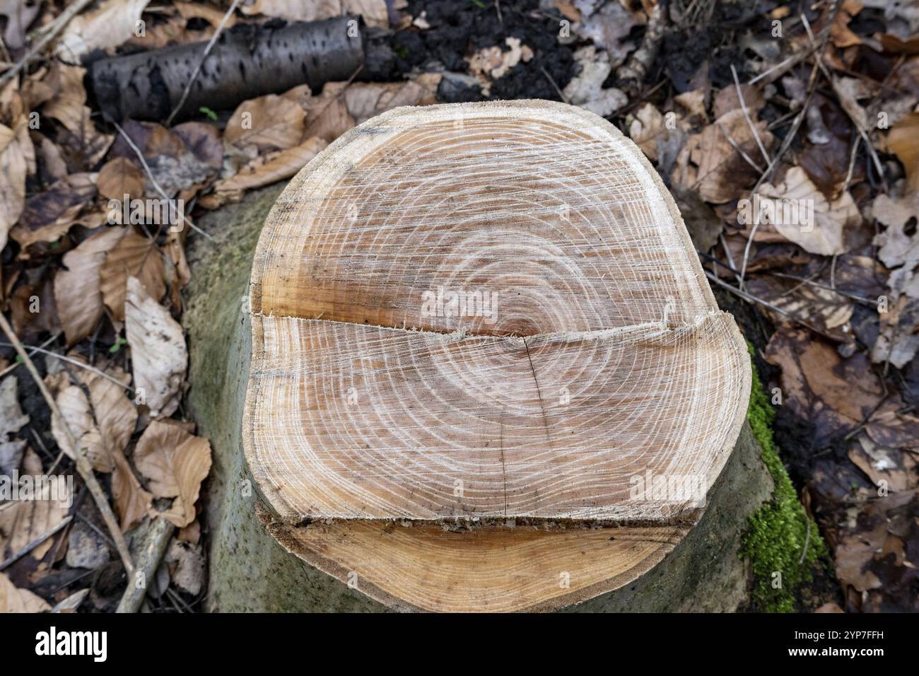 Tree rings organic patterns hi-res stock photography and images - Alamy