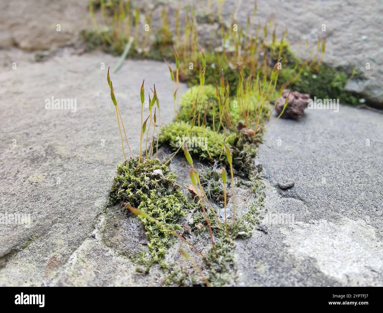 Wall Screw-moss (Tortula muralis Stock Photo - Alamy