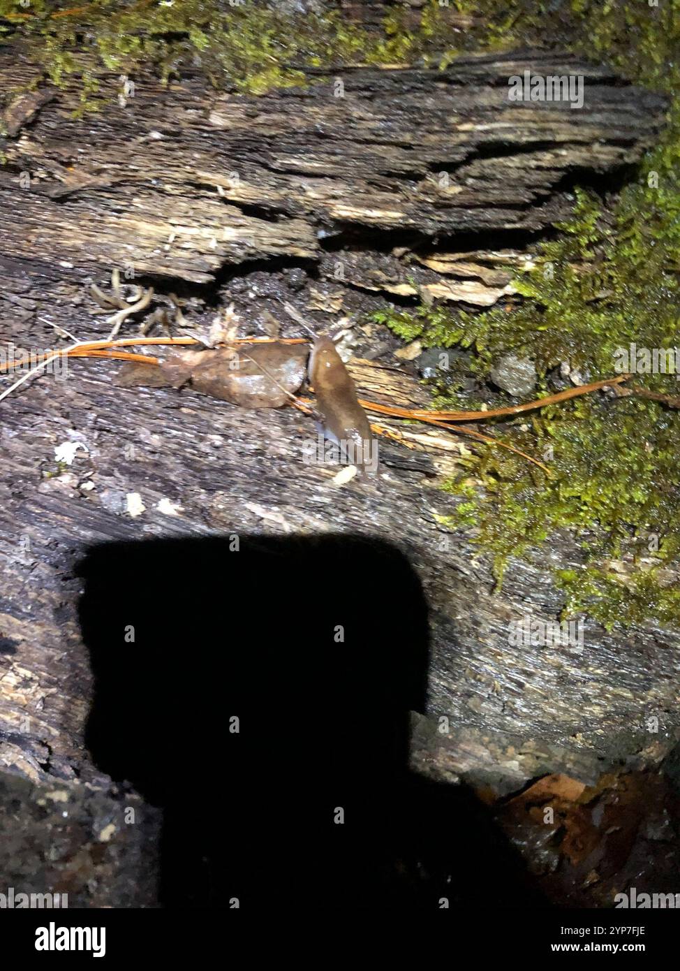 Western Dusky Slug (Arion subfuscus Stock Photo - Alamy