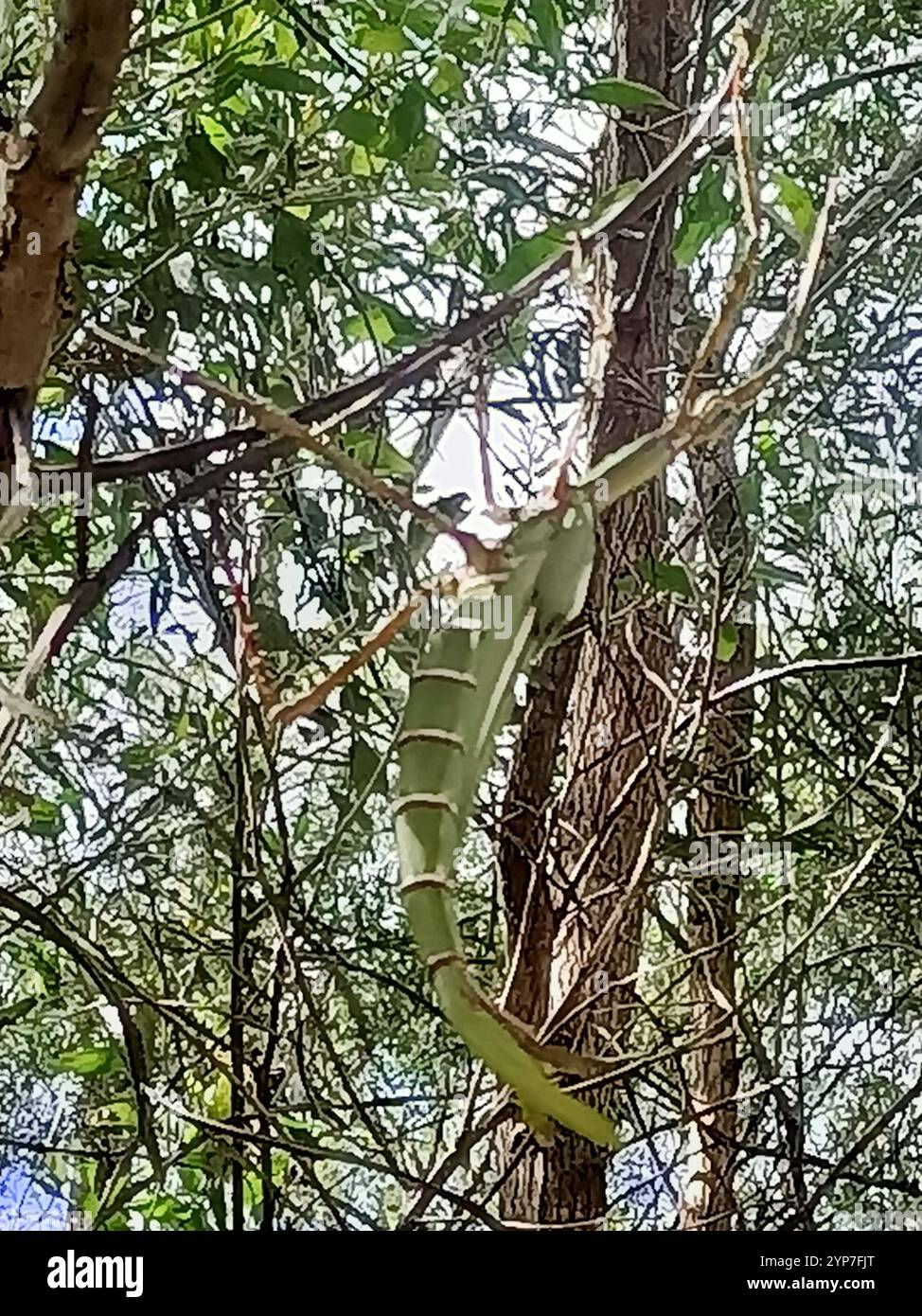Goliath Stick Insect (Clemacantha goliath Stock Photo - Alamy