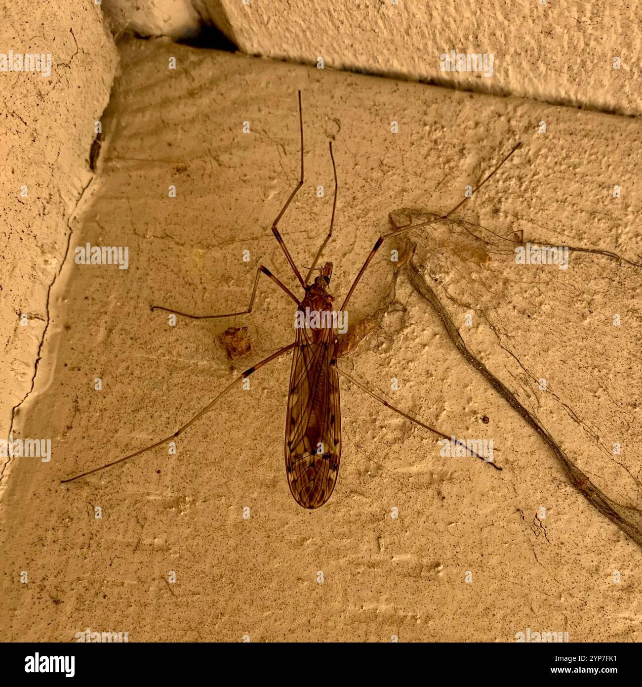 Typical Crane Flies (Tipuloidea Stock Photo - Alamy