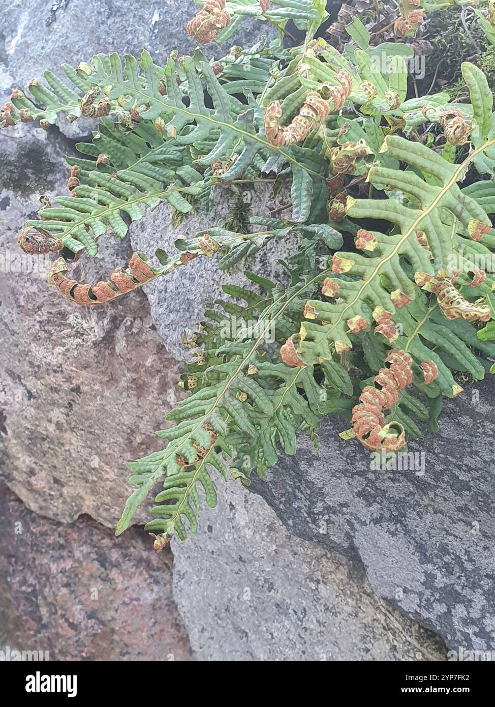 common polypody (Polypodium vulgare Stock Photo - Alamy