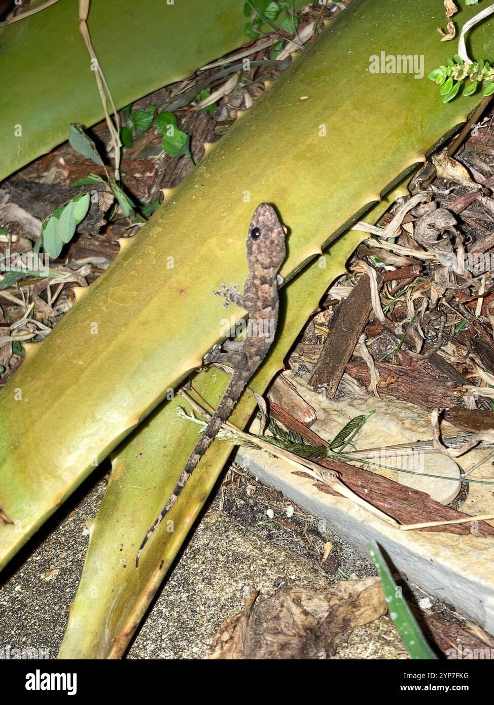 Tropical House Gecko (Hemidactylus mabouia Stock Photo - Alamy