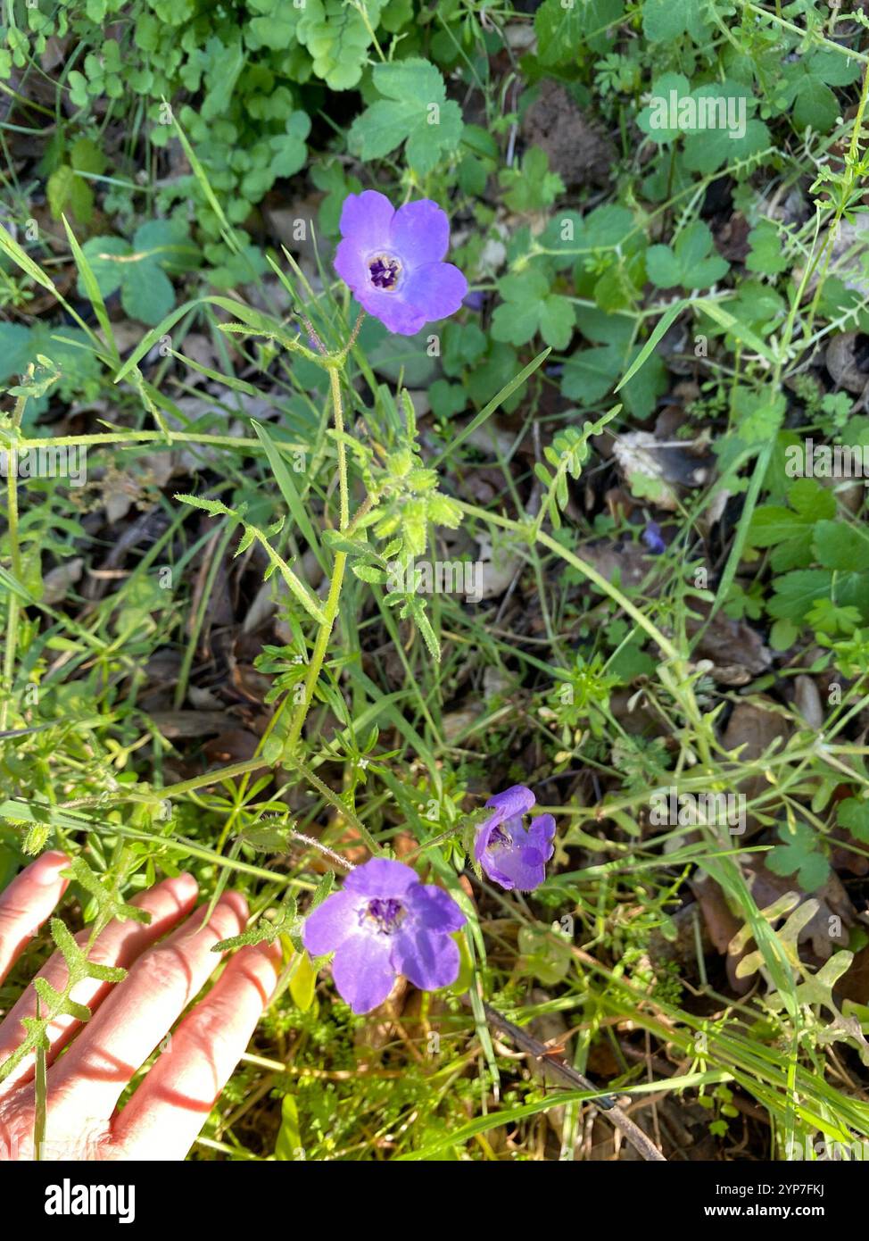 Fiesta Flower (Pholistoma auritum Stock Photo - Alamy