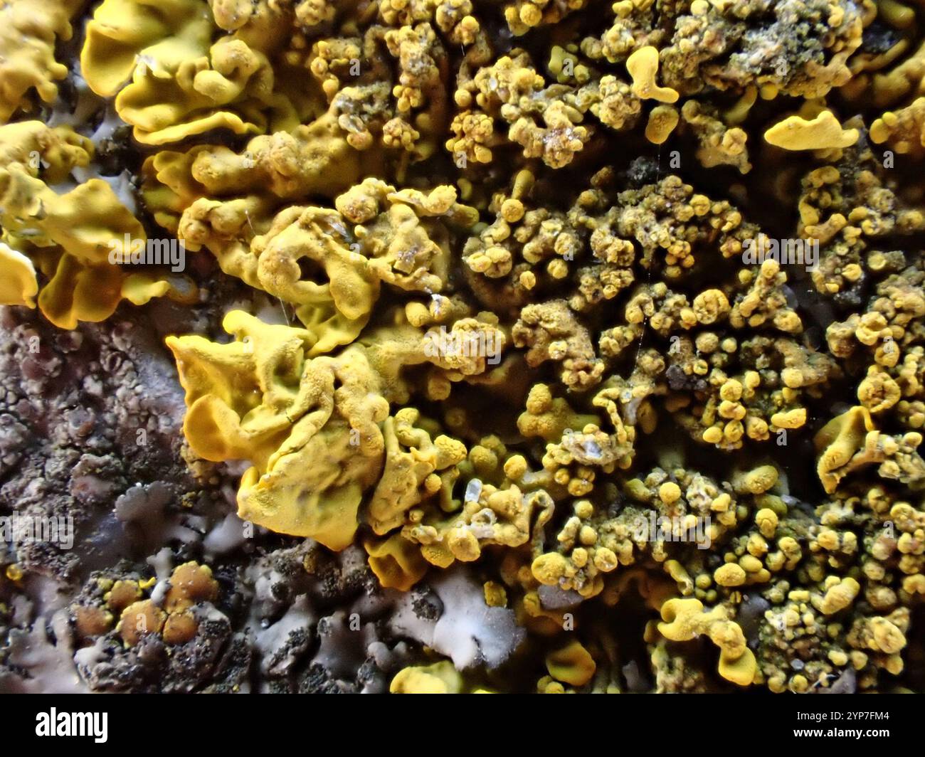 Xanthoria calcicola hi-res stock photography and images - Alamy