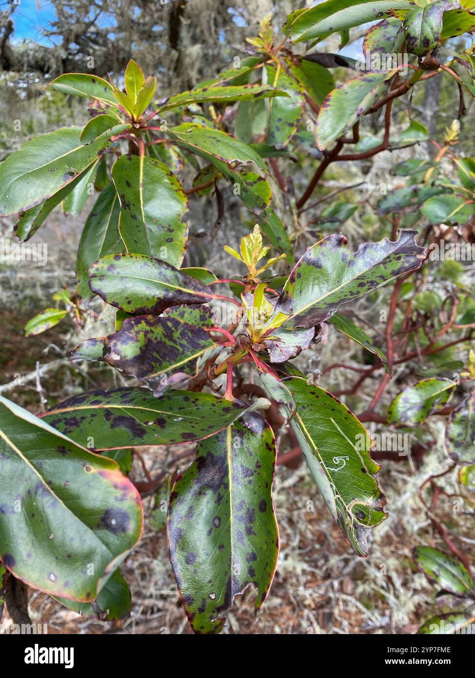 Pacific madrone (Arbutus menziesii Stock Photo - Alamy