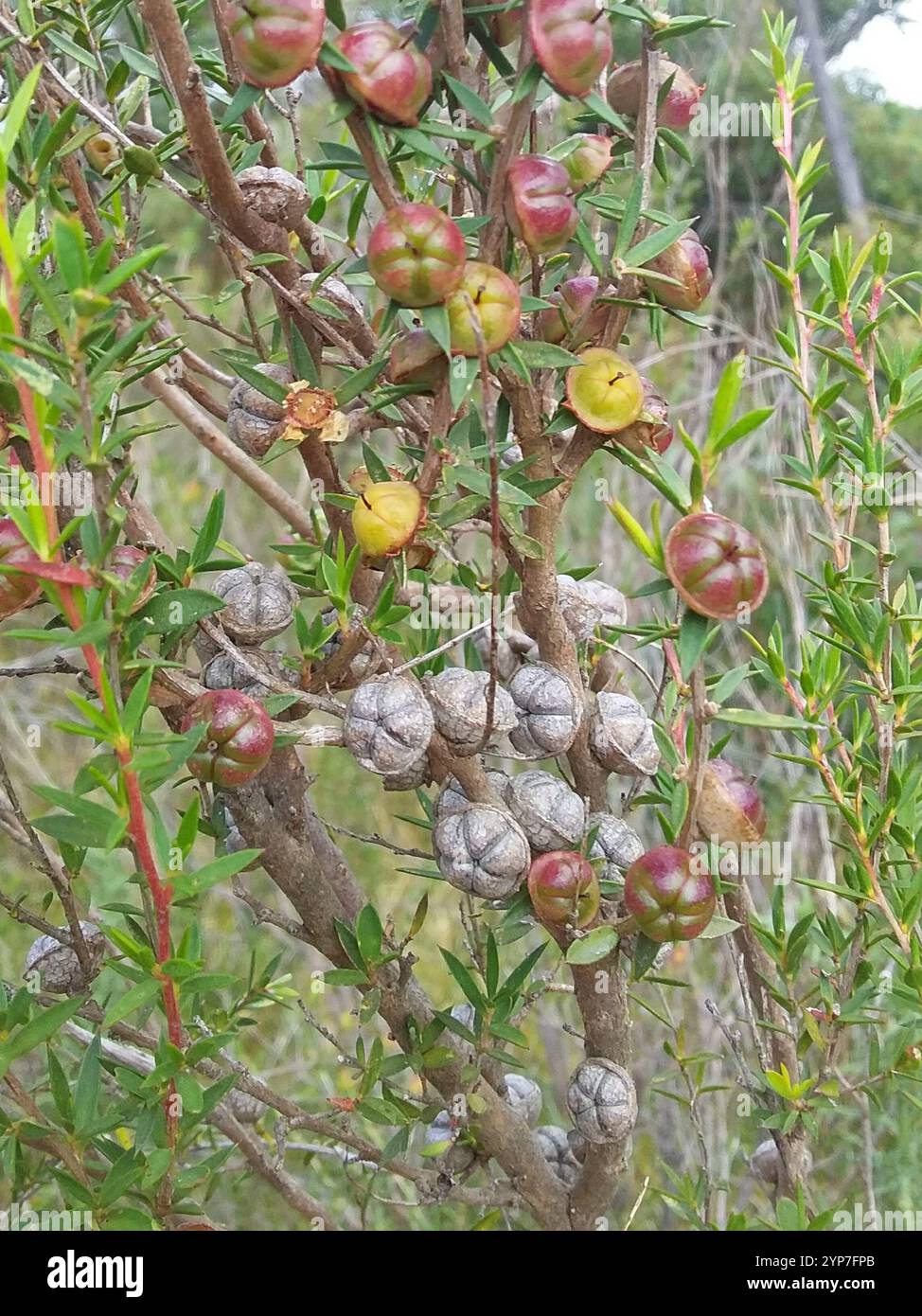 prickly tea-tree (Leptospermum continentale Stock Photo - Alamy