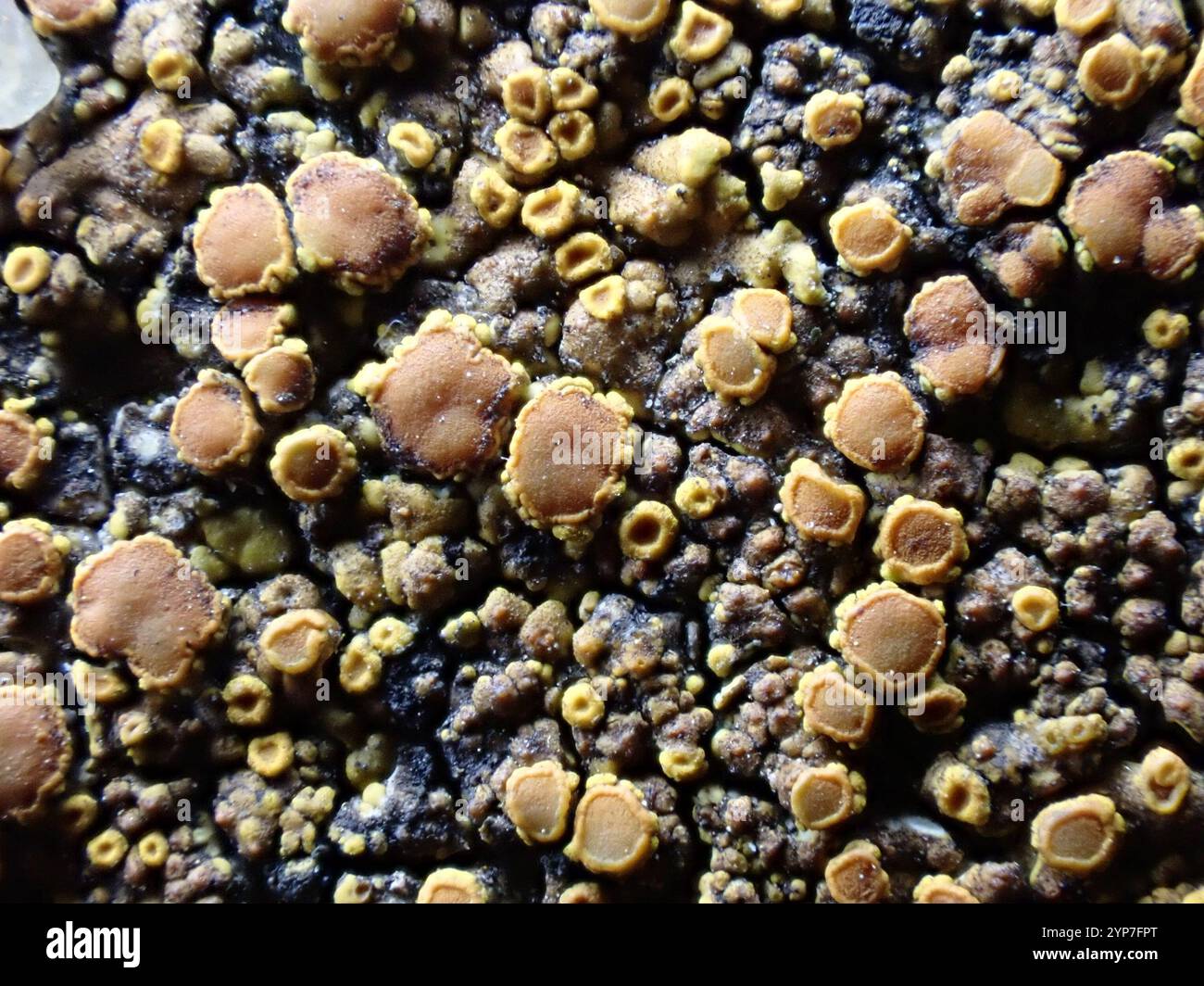 Limestone Lobed Firedot (Variospora flavescens Stock Photo - Alamy