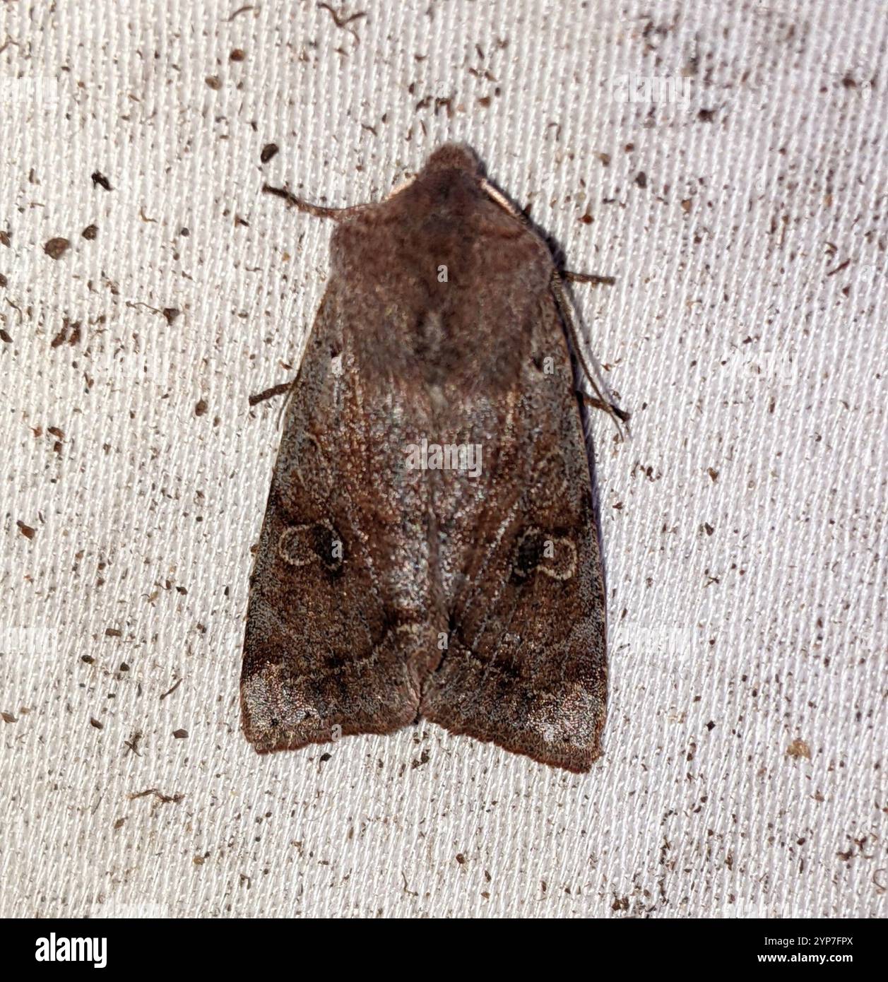 Speckled Green Fruitworm Moth (Orthosia hibisci Stock Photo - Alamy
