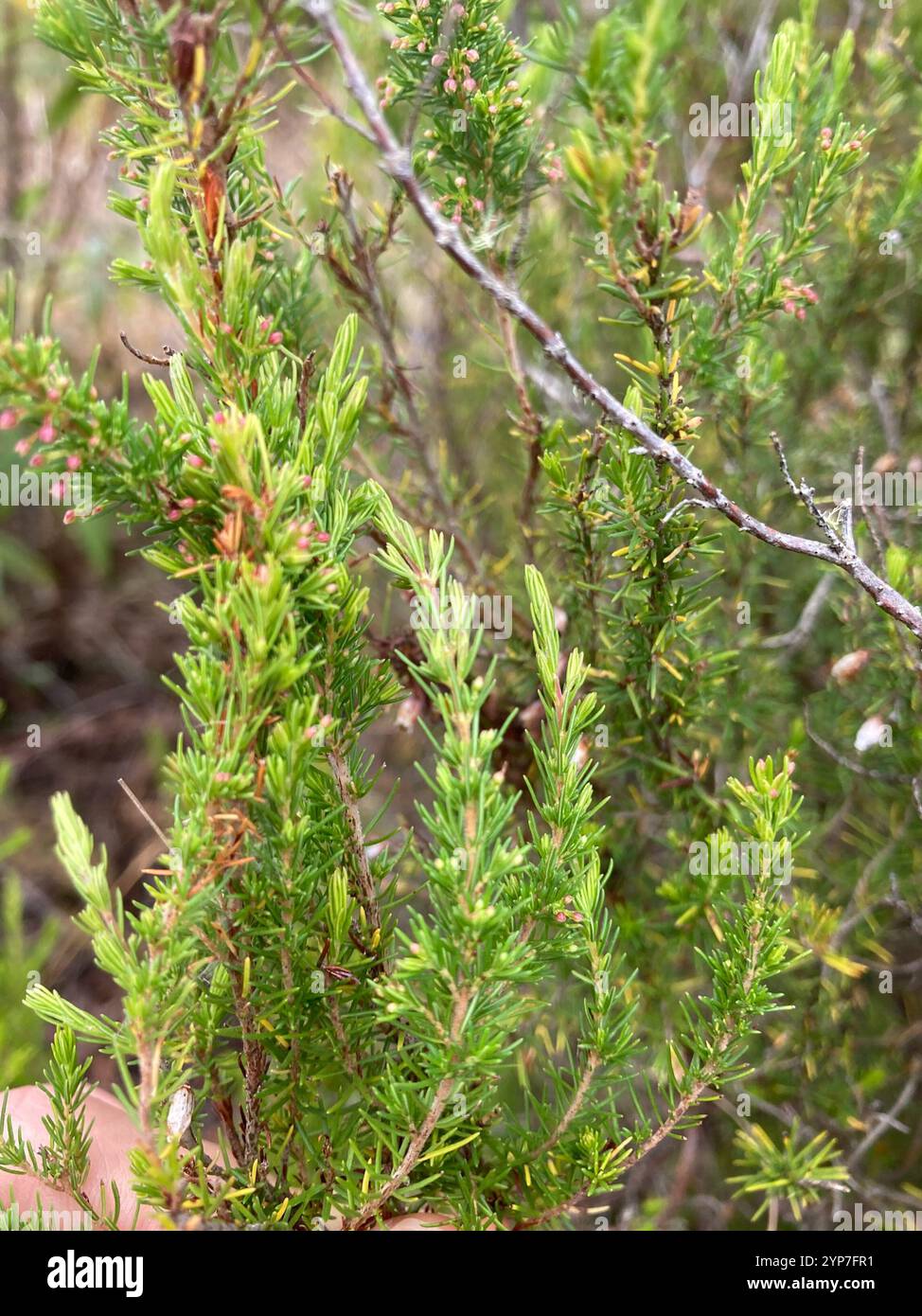 Portuguese Heath (Erica lusitanica Stock Photo - Alamy