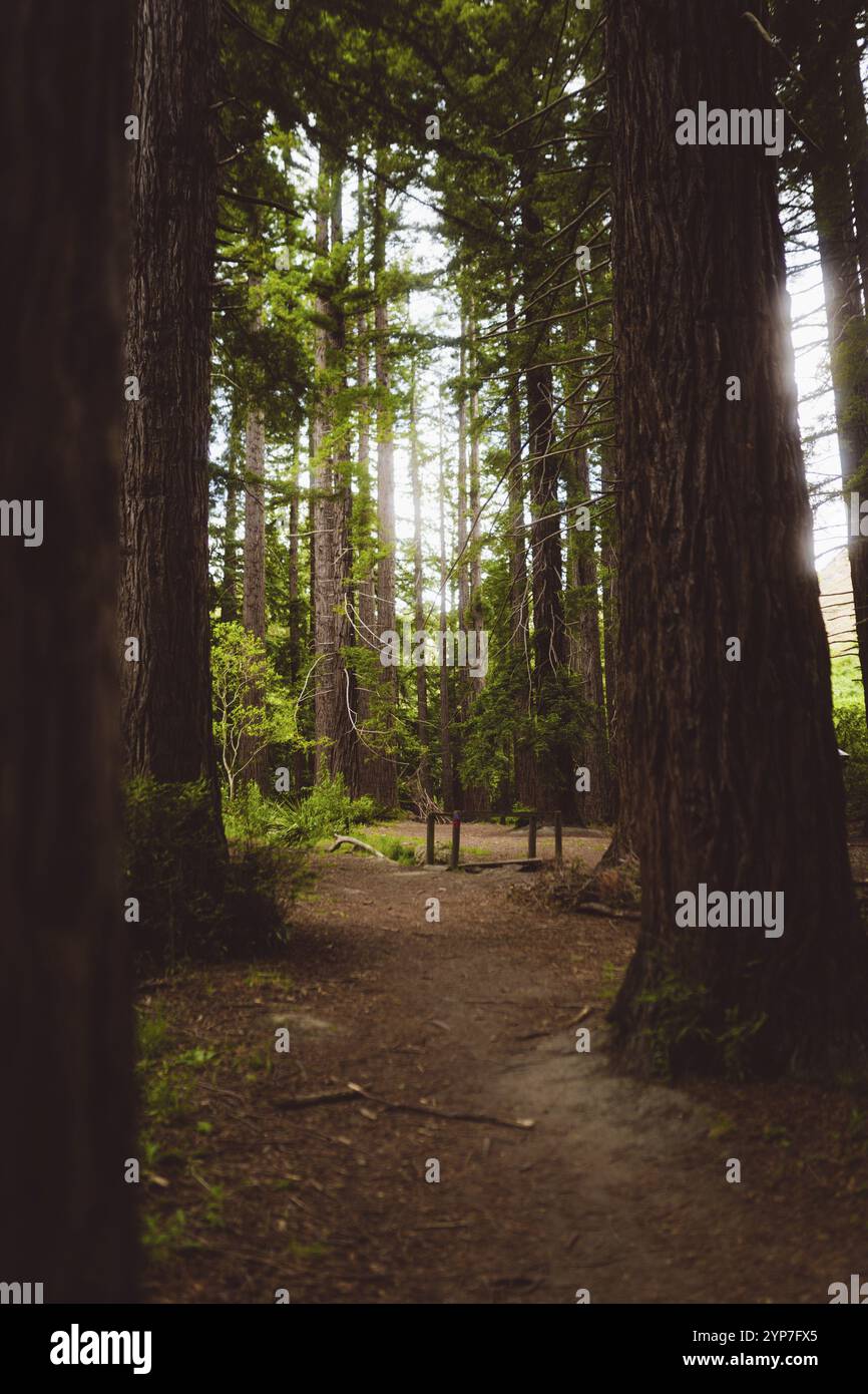 A quiet forest path surrounded by tall trees with rays of light, Napier ...