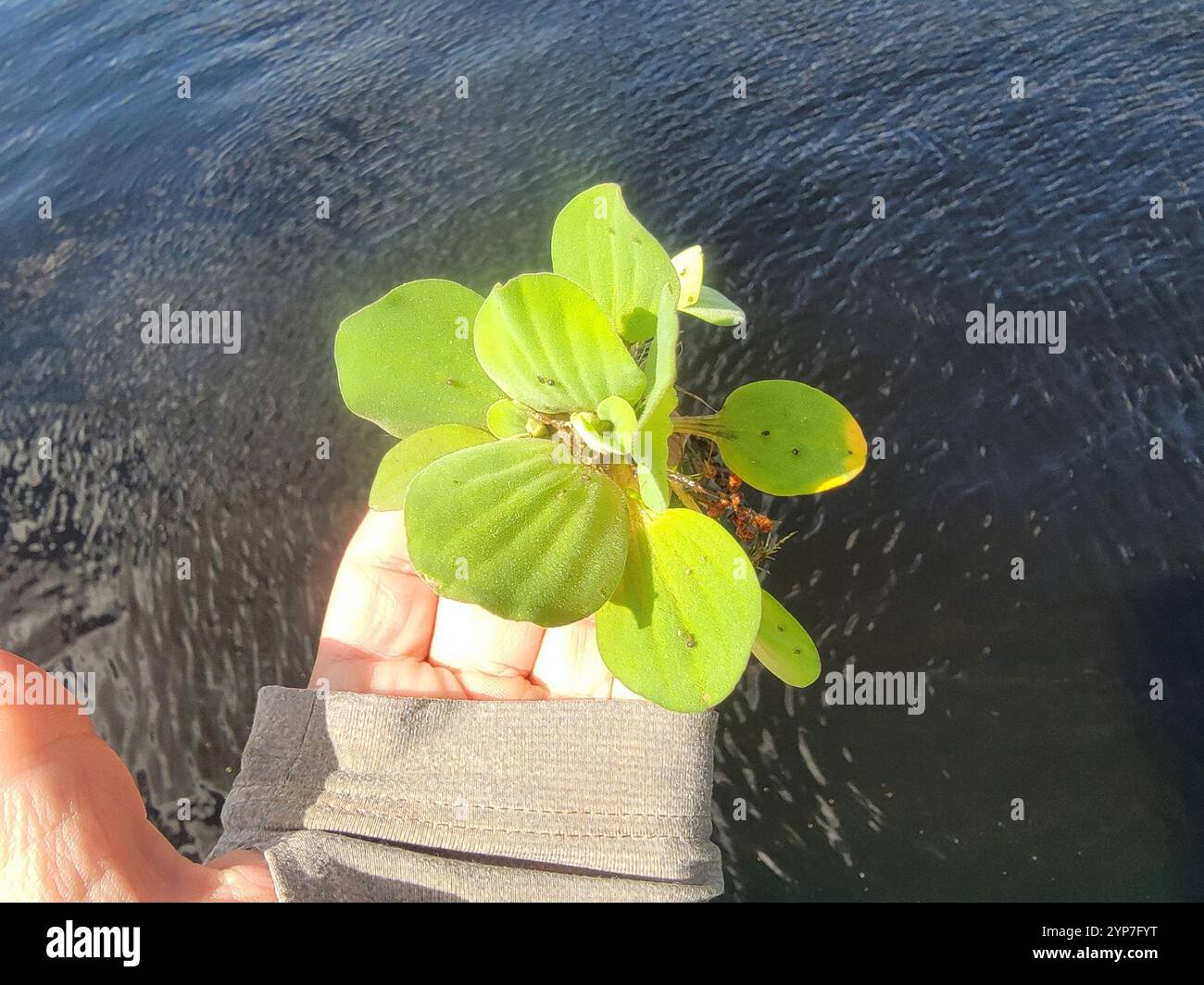 water lettuce (Pistia stratiotes Stock Photo - Alamy
