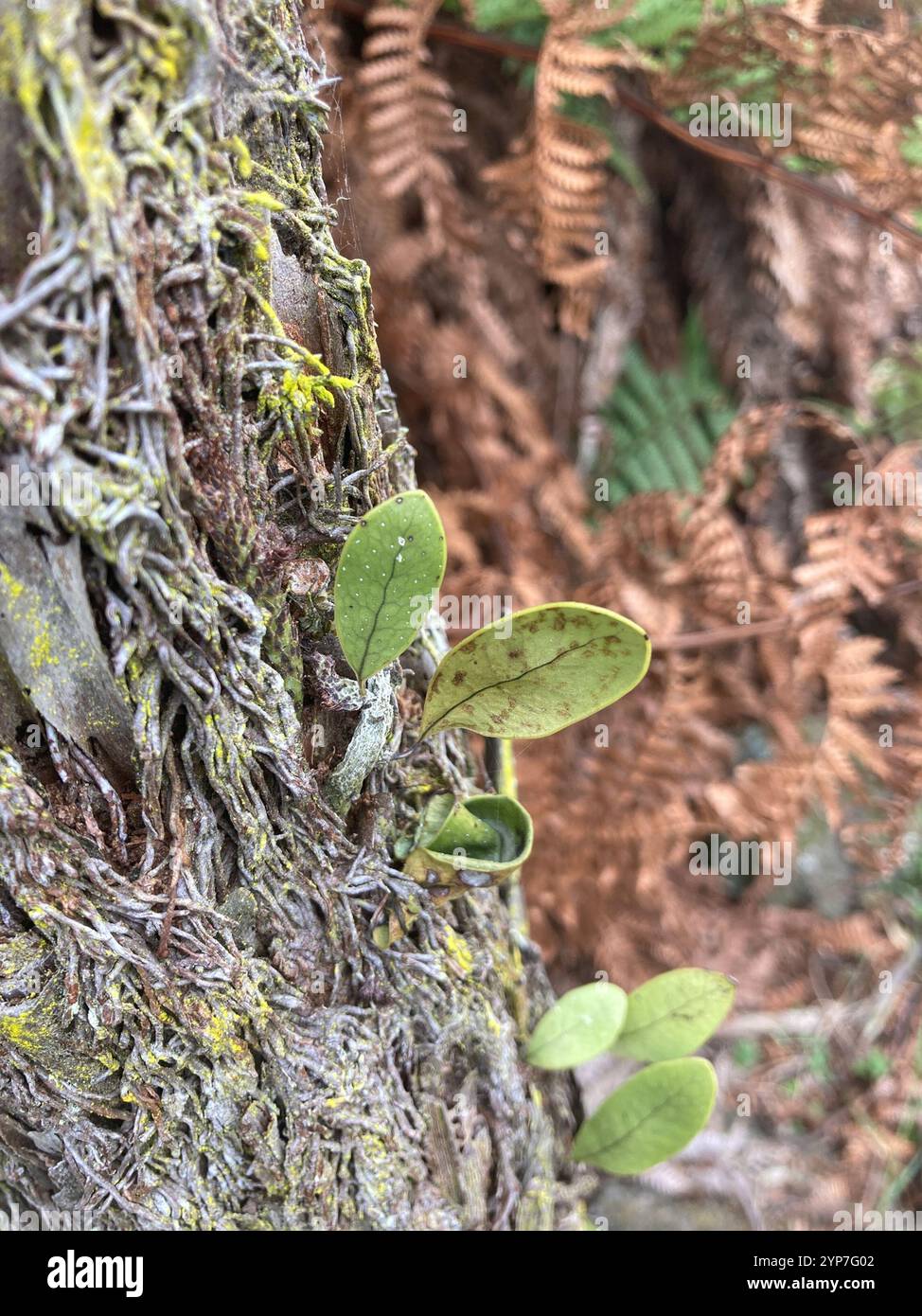 Kangaroo Fern (Microsorum pustulatum pustulatum Stock Photo - Alamy