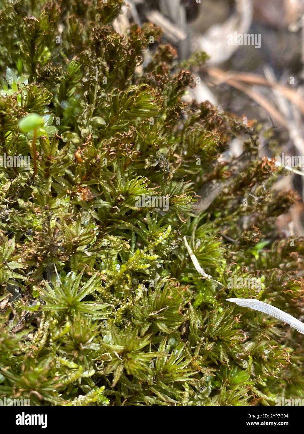 Catherine's moss (Atrichum undulatum Stock Photo - Alamy