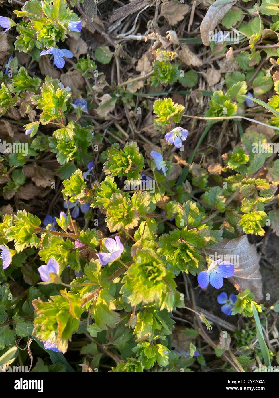bird's-eye speedwell (Veronica persica Stock Photo - Alamy