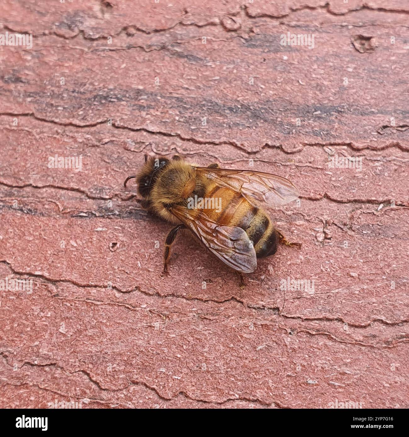 Western Honey Bee (Apis mellifera Stock Photo - Alamy