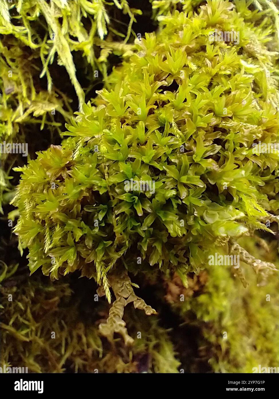 Water Screw-moss (Syntrichia latifolia Stock Photo - Alamy