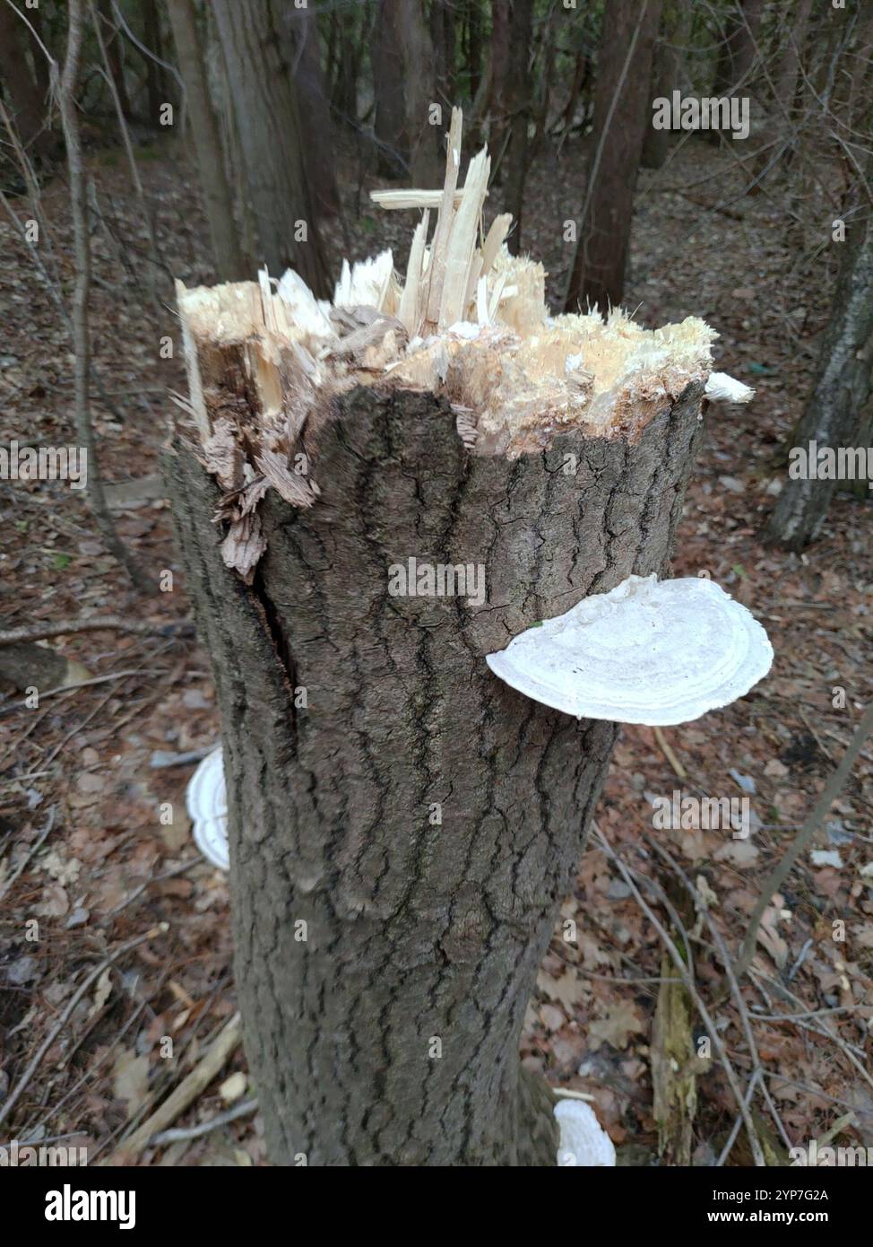 Lumpy Bracket (Trametes gibbosa Stock Photo - Alamy
