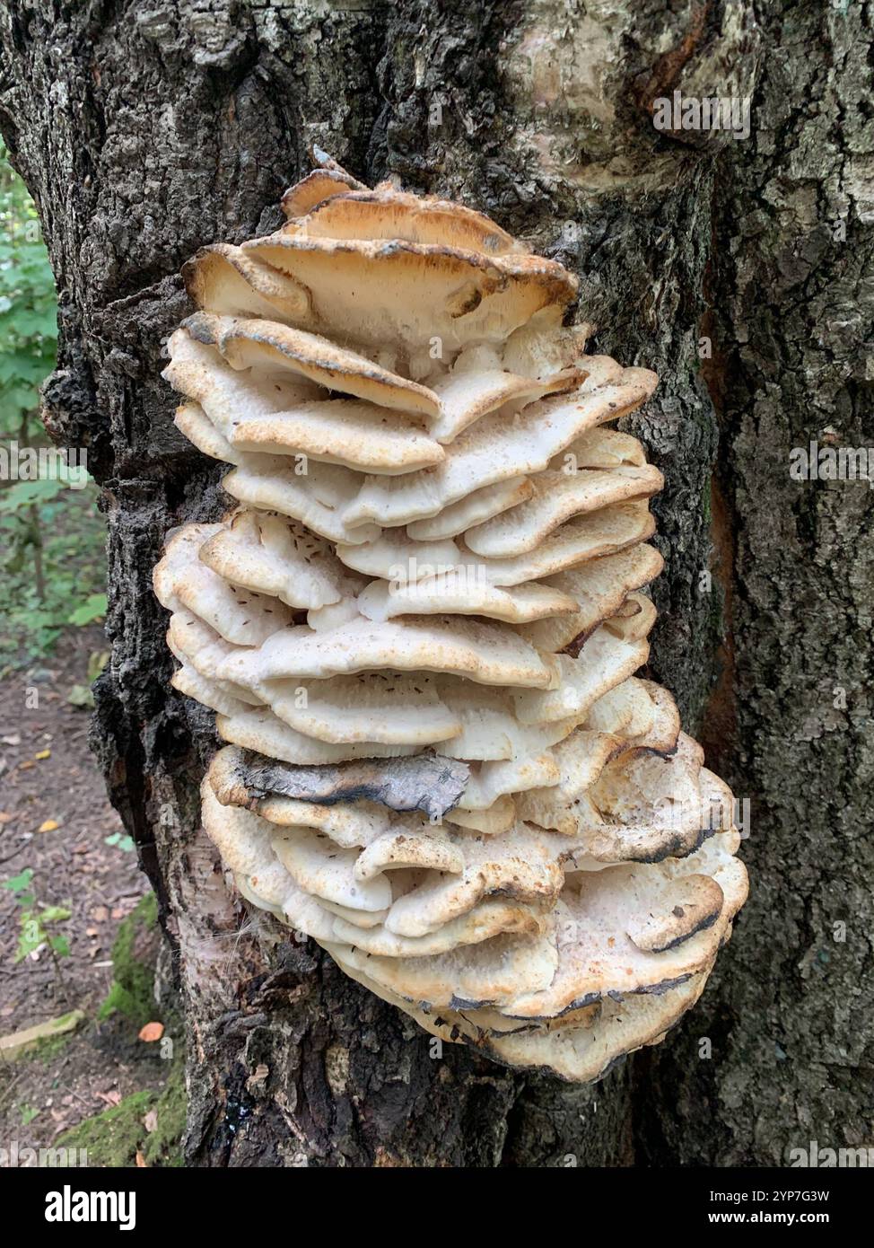 Climacodon septentrionalis hi-res stock photography and images - Alamy