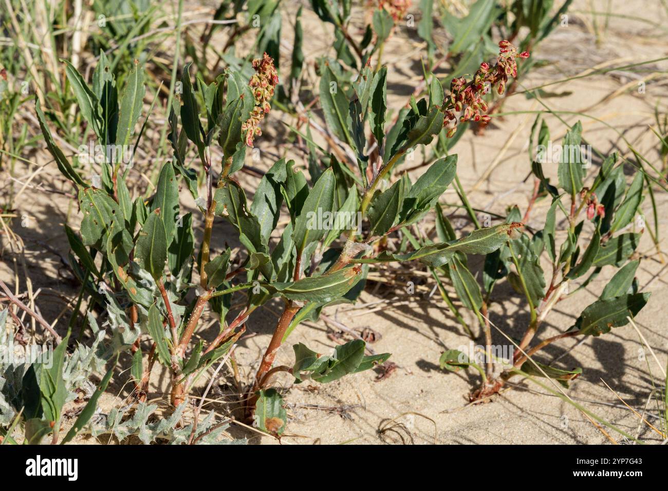 winged dock (Rumex venosus Stock Photo - Alamy