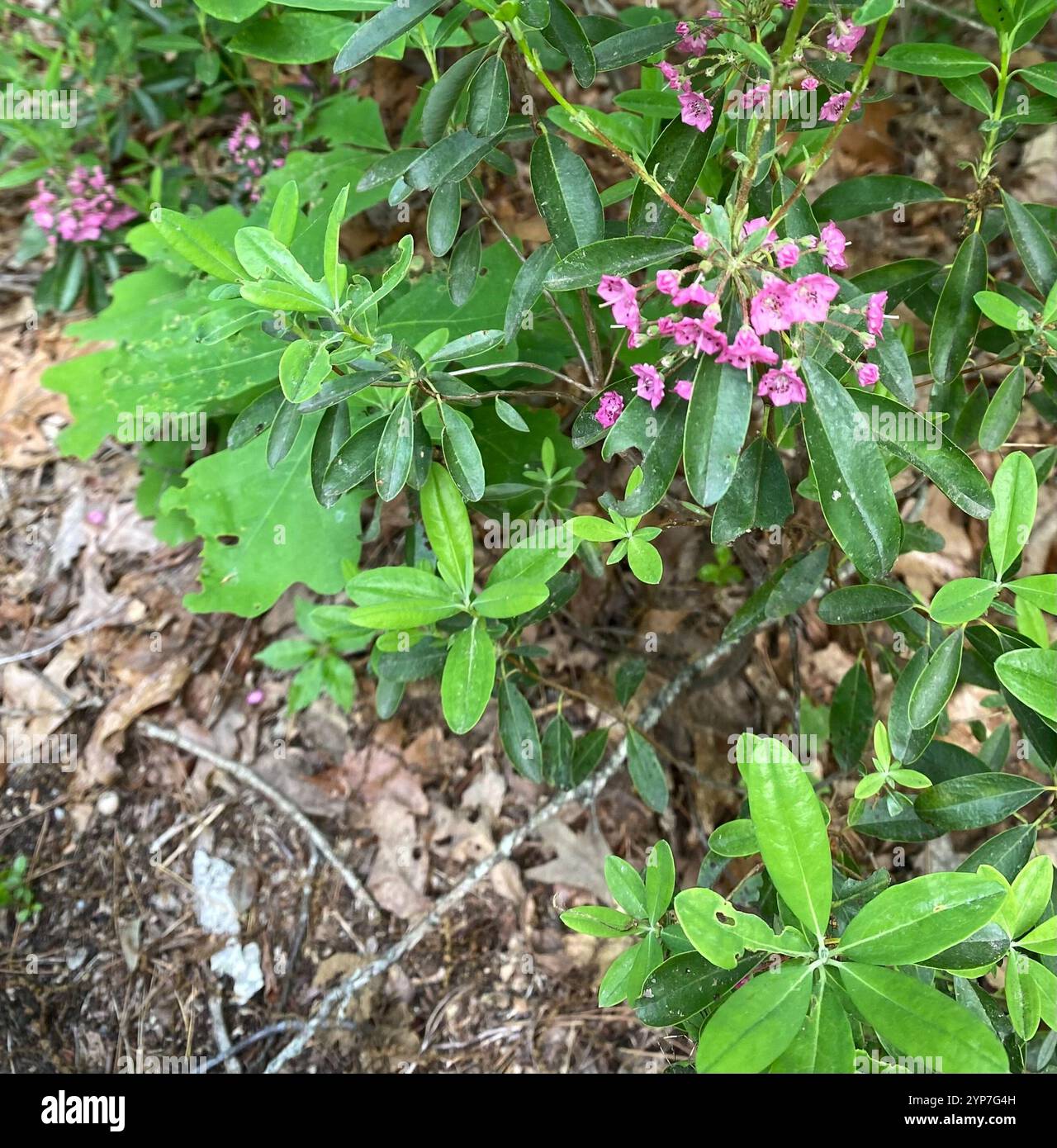 sheep laurel (Kalmia angustifolia Stock Photo - Alamy