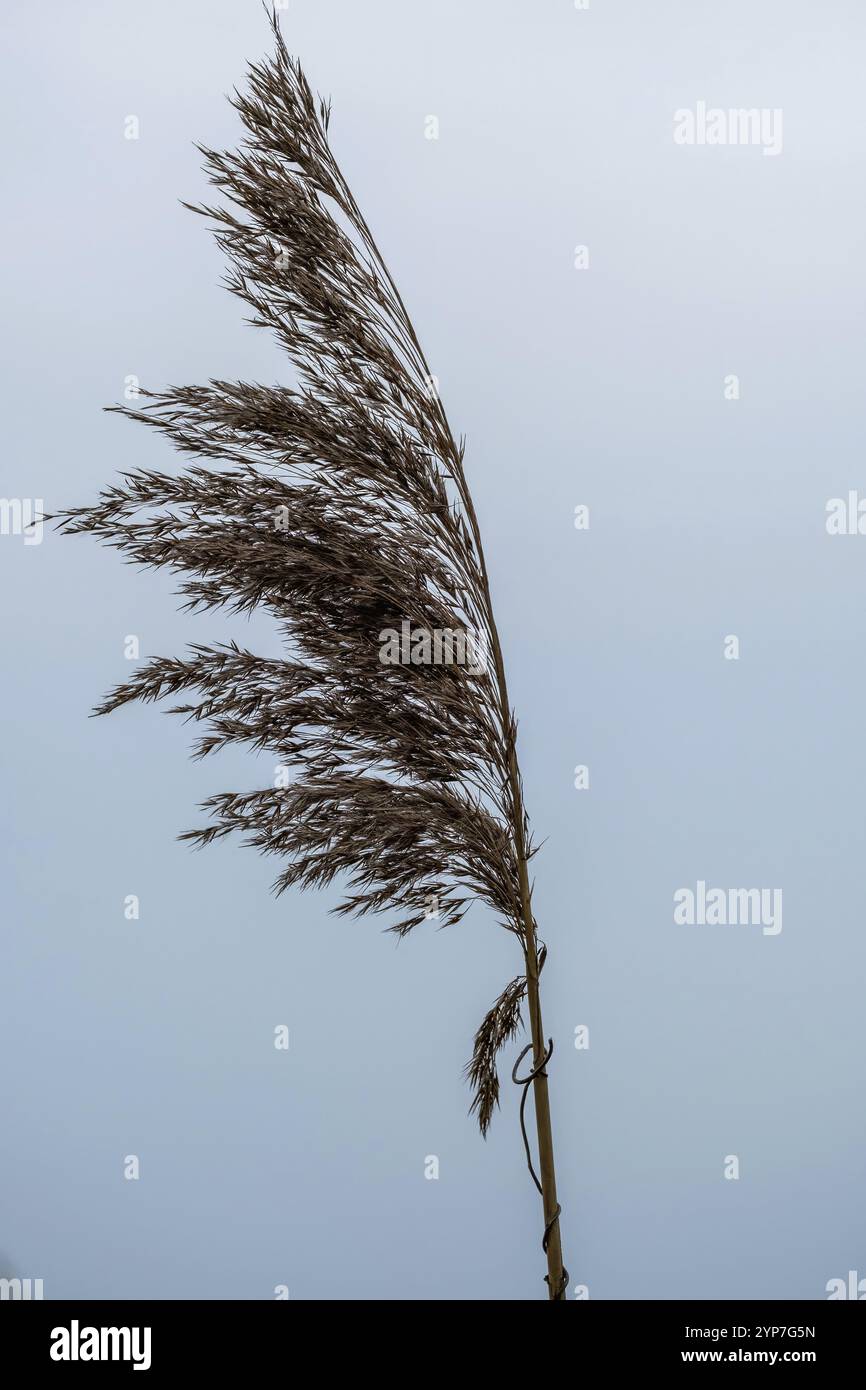 Flower of reed canary grass Stock Photo - Alamy
