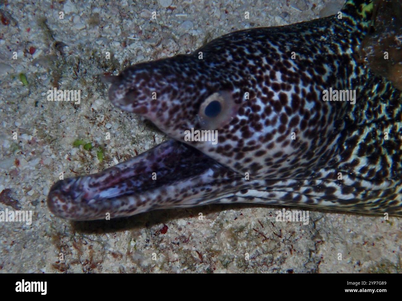Spotted Moray (Gymnothorax moringa Stock Photo - Alamy
