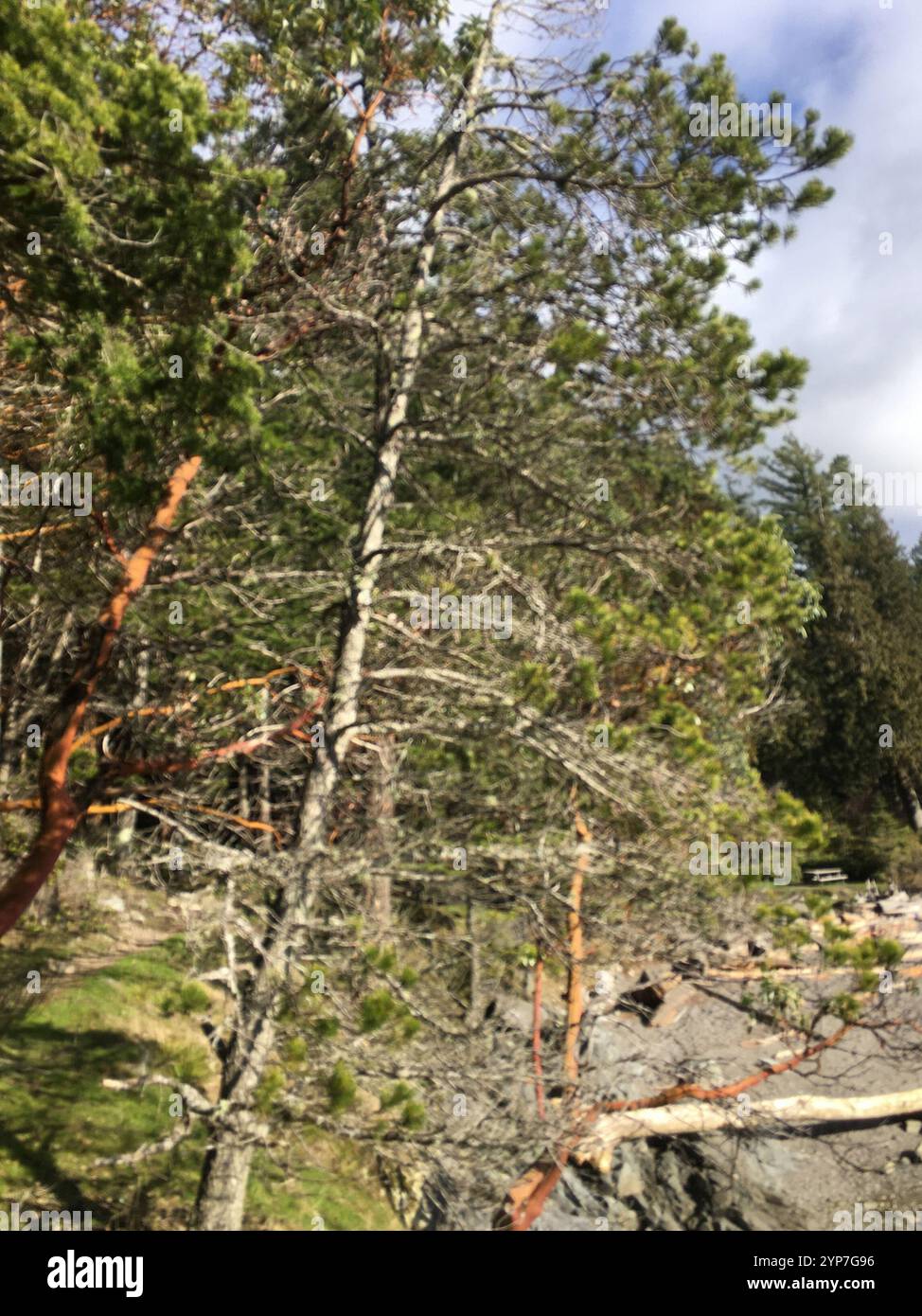 Shore Pine (Pinus contorta contorta Stock Photo - Alamy