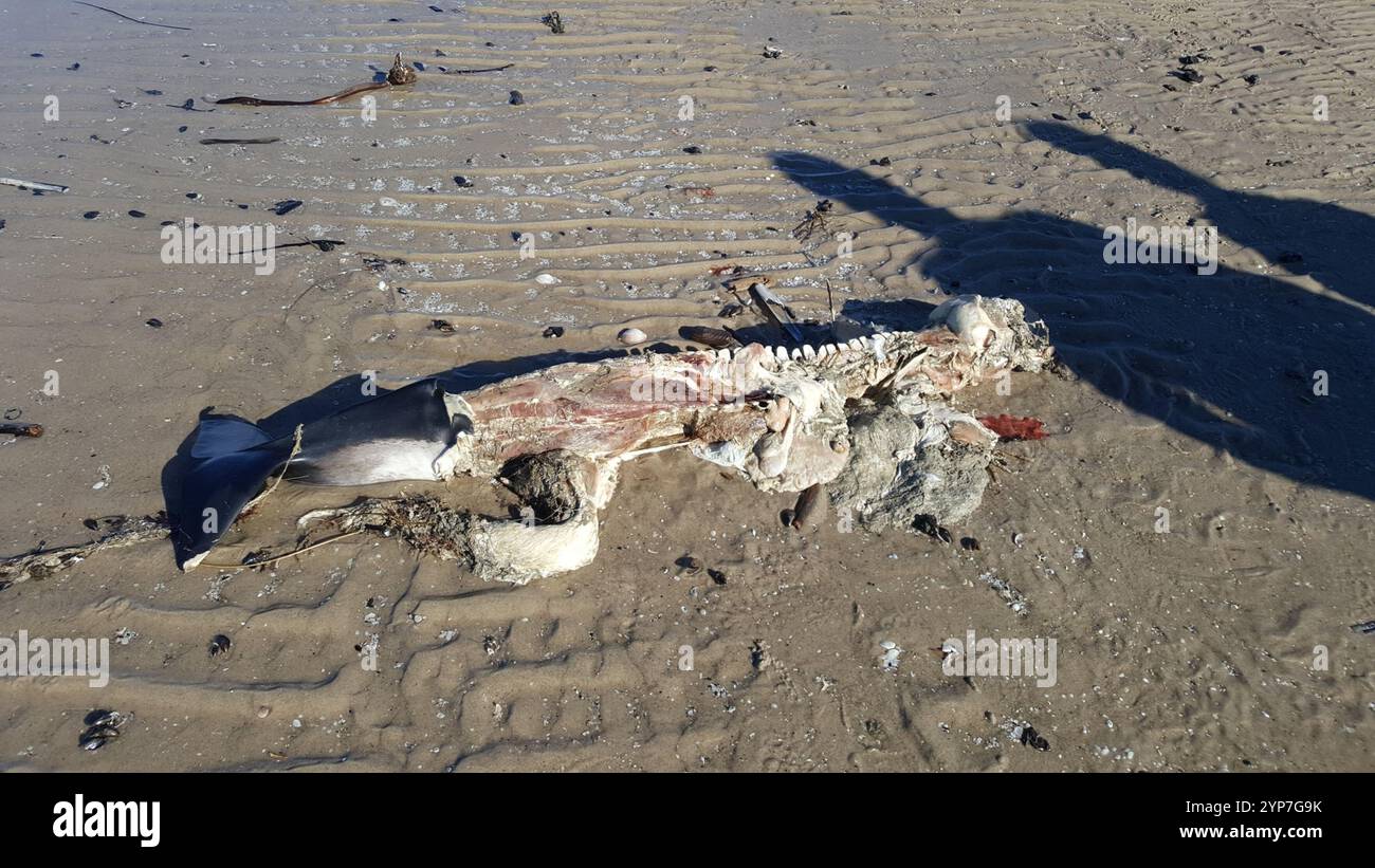 Harbour Porpoise (Phocoena phocoena Stock Photo - Alamy