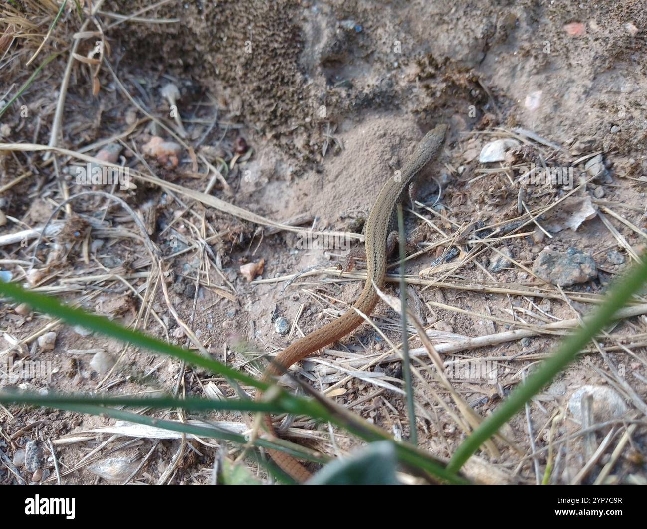 Schreibers' Many-fingered Teiid (Cercosaura schreibersii Stock Photo - Alamy