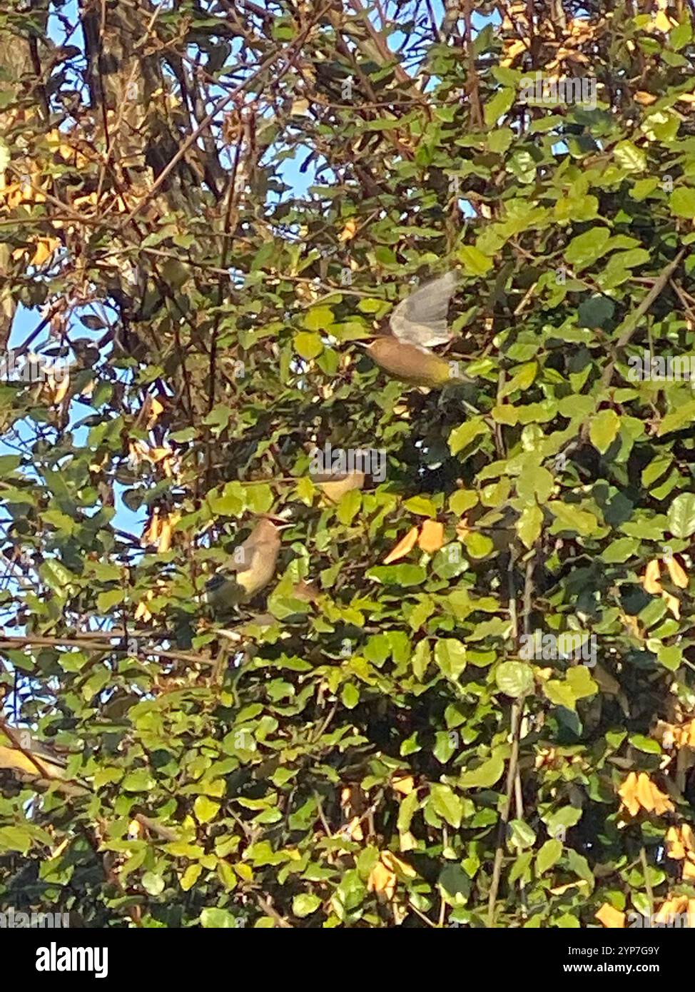 Cedar Waxwing (Bombycilla cedrorum Stock Photo - Alamy