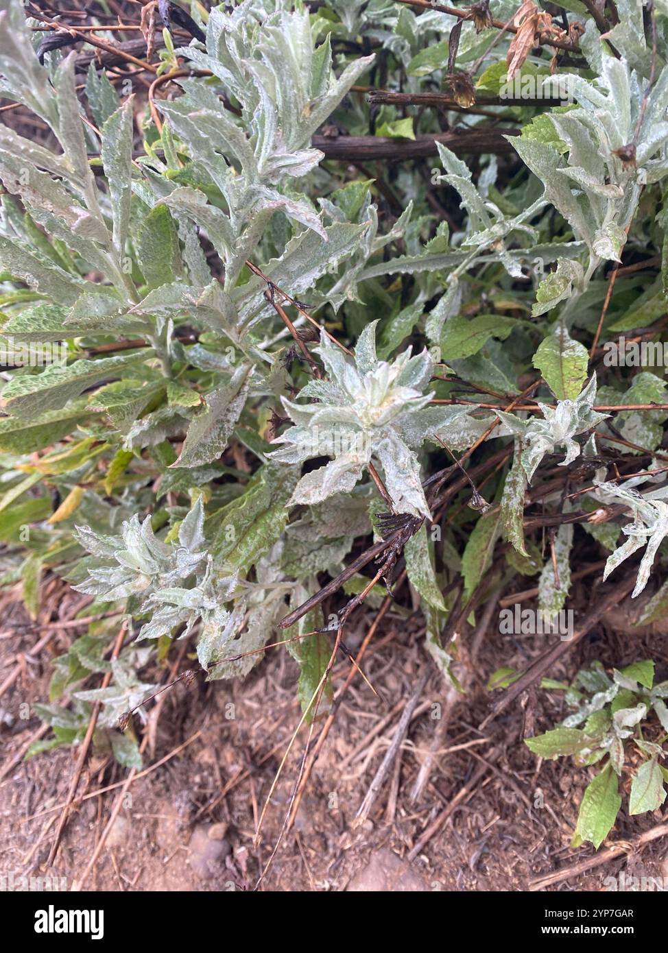 California Aster (Corethrogyne filaginifolia Stock Photo - Alamy
